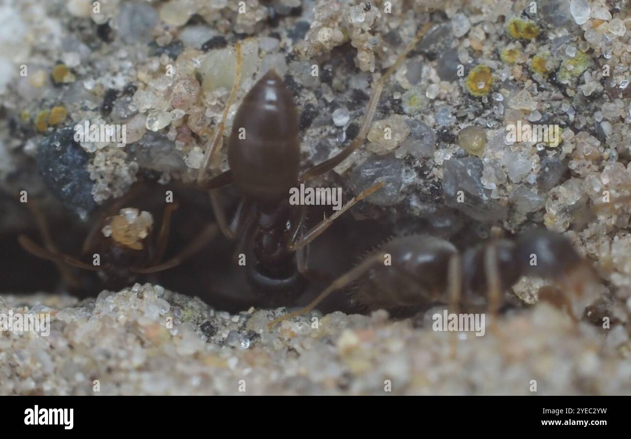 Woodland Fuzzy Ant (Lasius americanus Stock Photo - Alamy