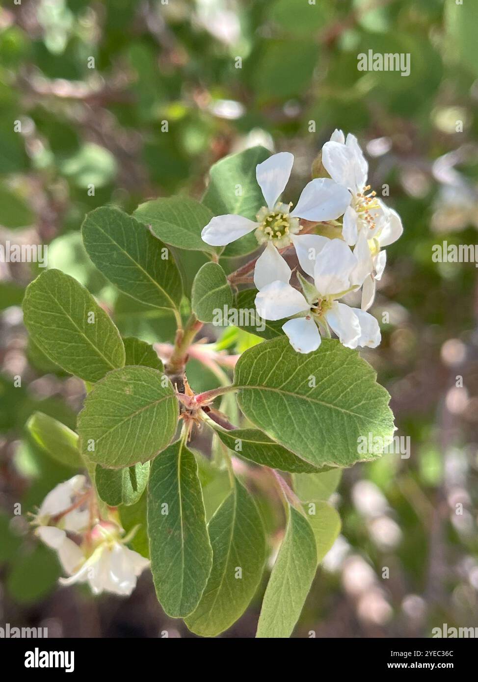 Utah Serviceberry (Amelanchier utahensis Stock Photo - Alamy
