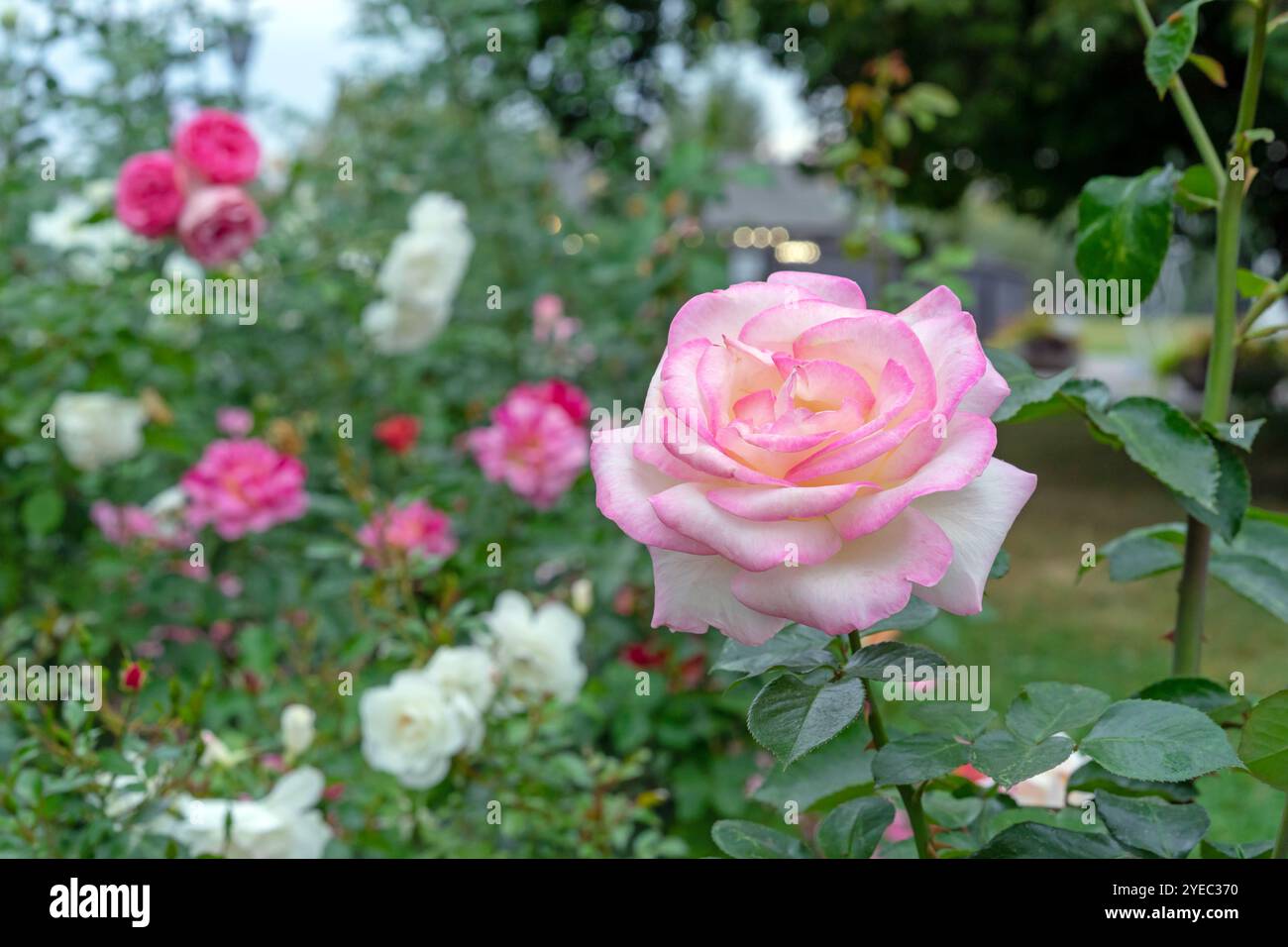 Pink Tea Roses (Rosa Hybrida) in bloom and close up Stock Photo - Alamy