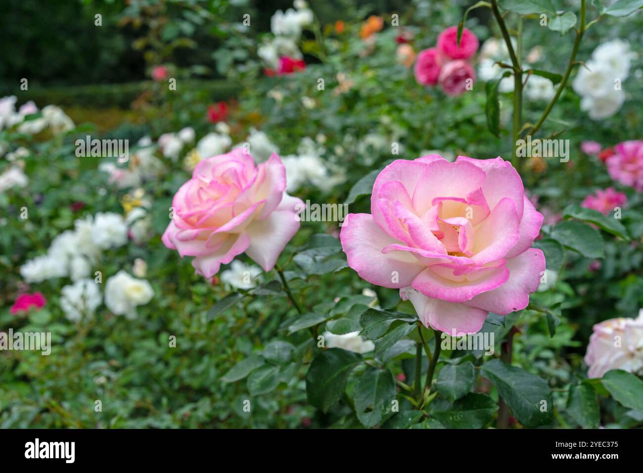 Pink Tea Roses (Rosa Hybrida) in bloom and close up Stock Photo - Alamy