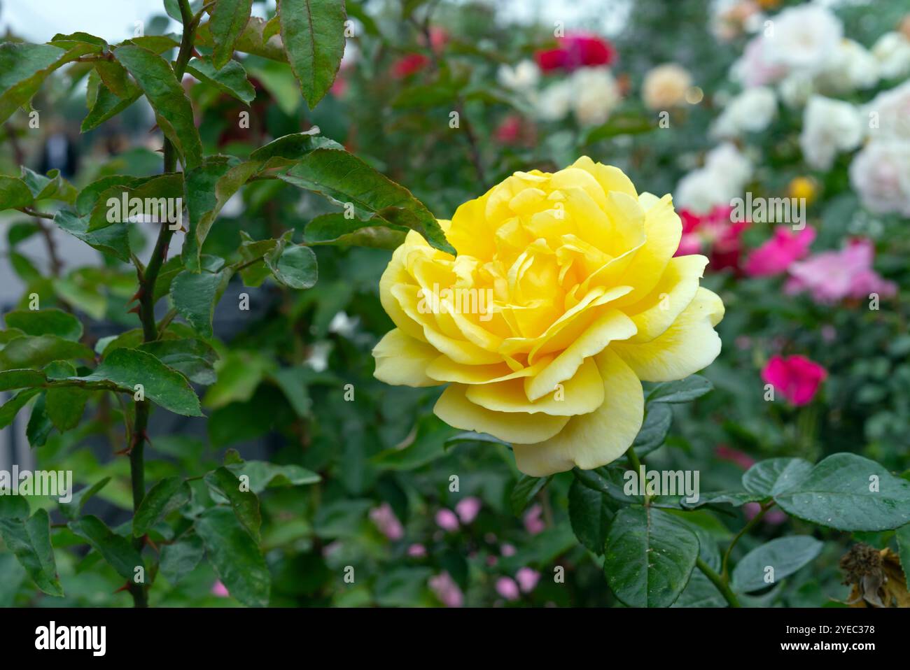 Yellow Tea Rose (Rosa Hybrida) in bloom and close up Stock Photo - Alamy