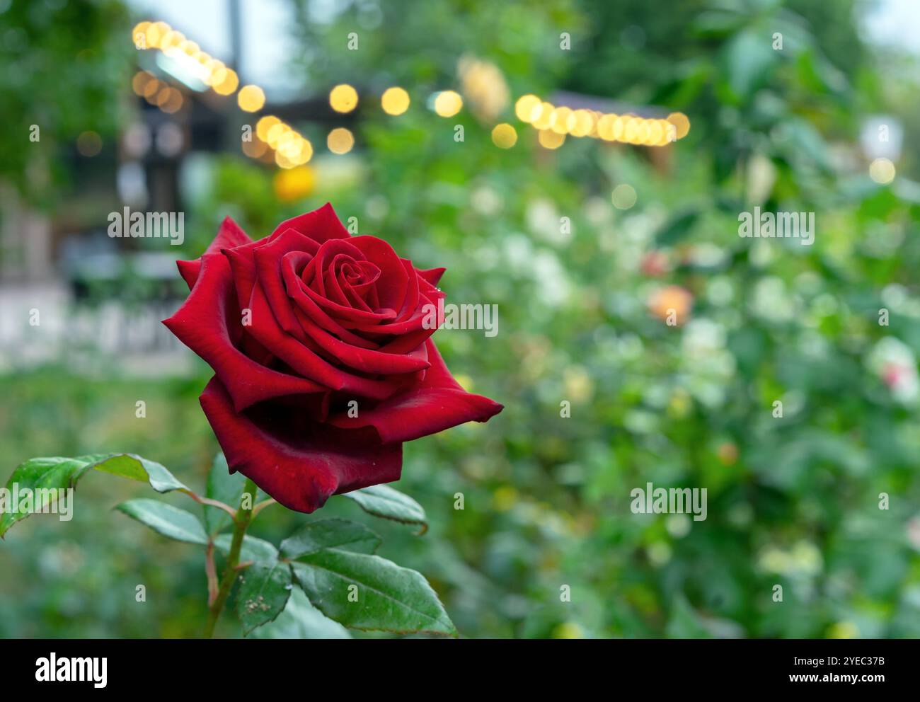 Red Tea Rose (Rosa Hybrida) in bloom and close up Stock Photo - Alamy