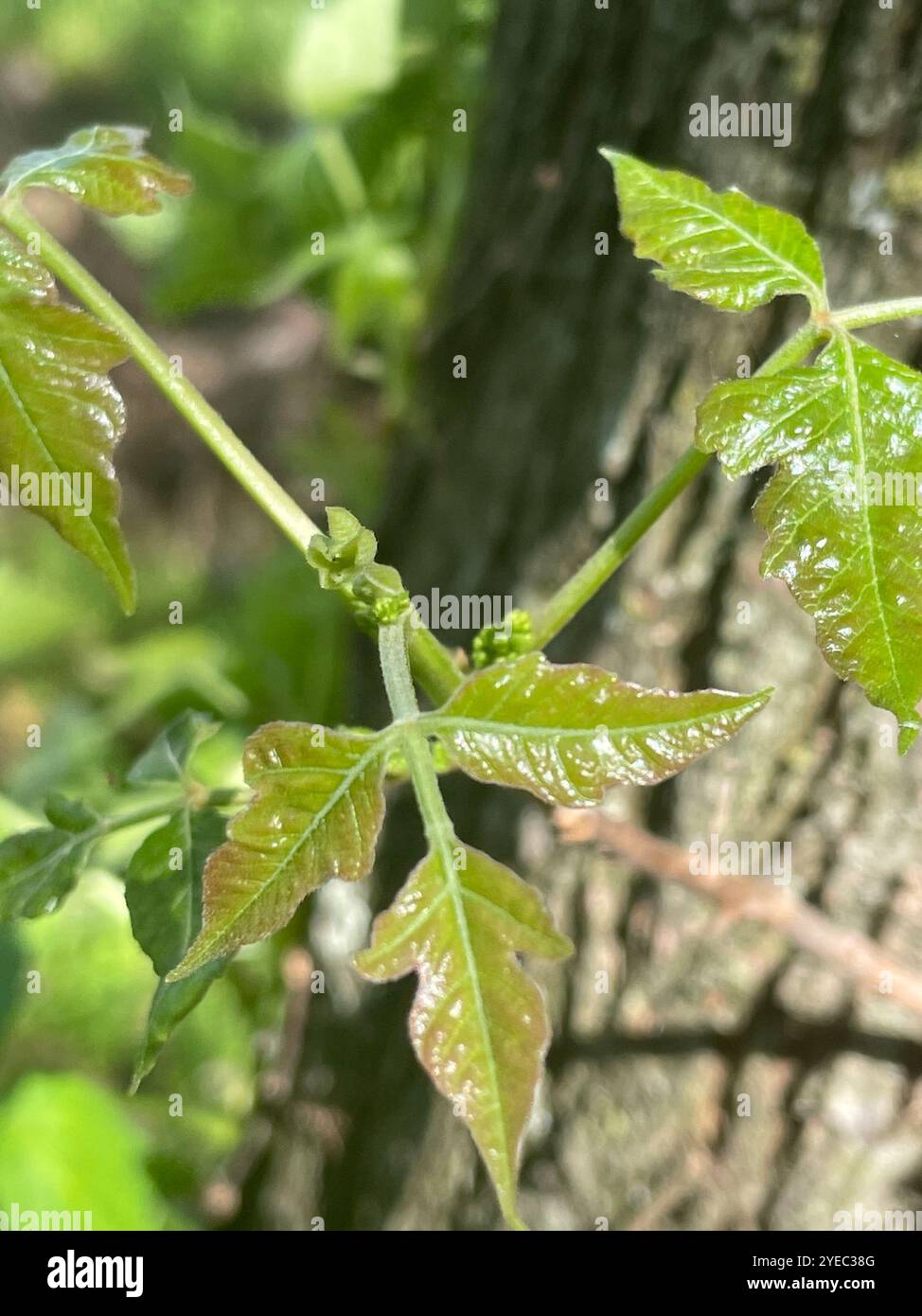 poison ivies and oaks (Toxicodendron Stock Photo - Alamy