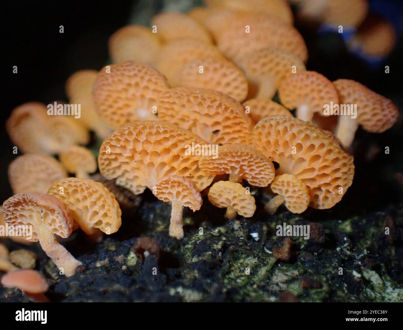 orange pore fungus (Favolaschia claudopus Stock Photo - Alamy