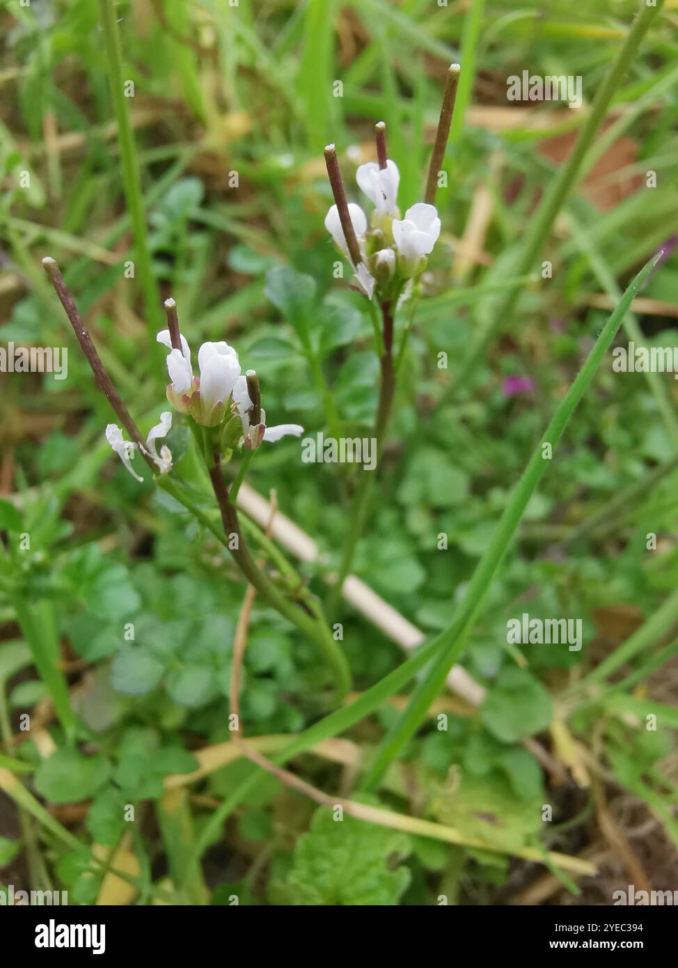 hairy bittercress (Cardamine hirsuta Stock Photo - Alamy