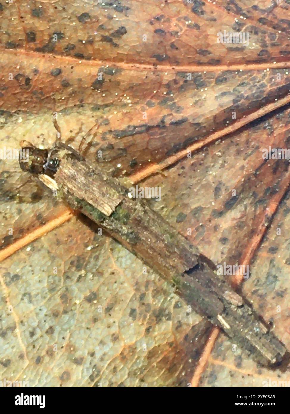 Northern Caddisflies (Limnephilidae Stock Photo - Alamy
