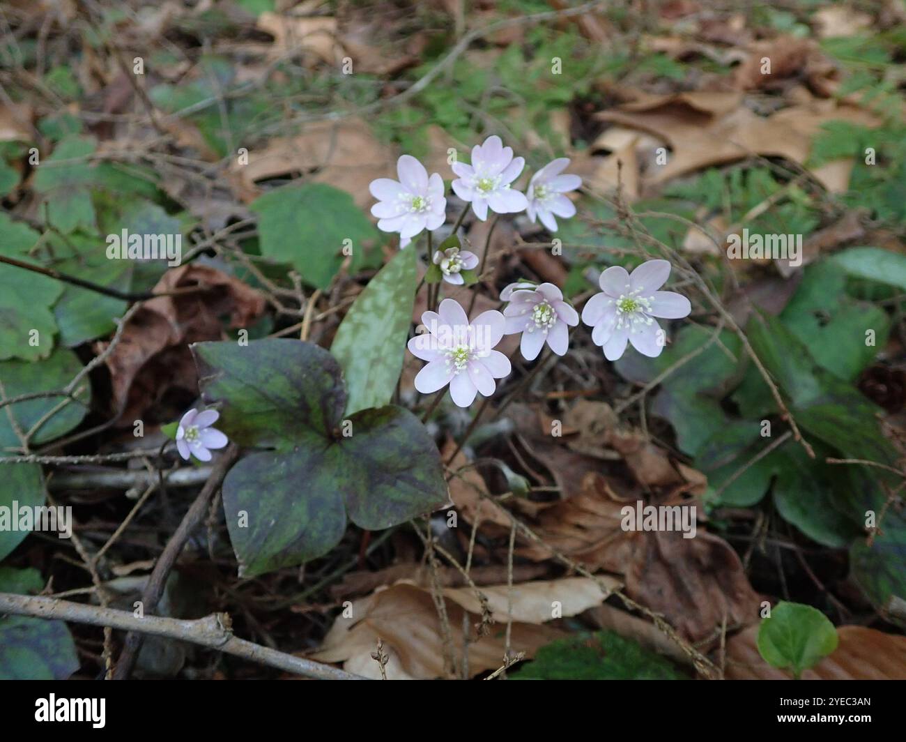 sharp-lobed hepatica (Hepatica acutiloba Stock Photo - Alamy