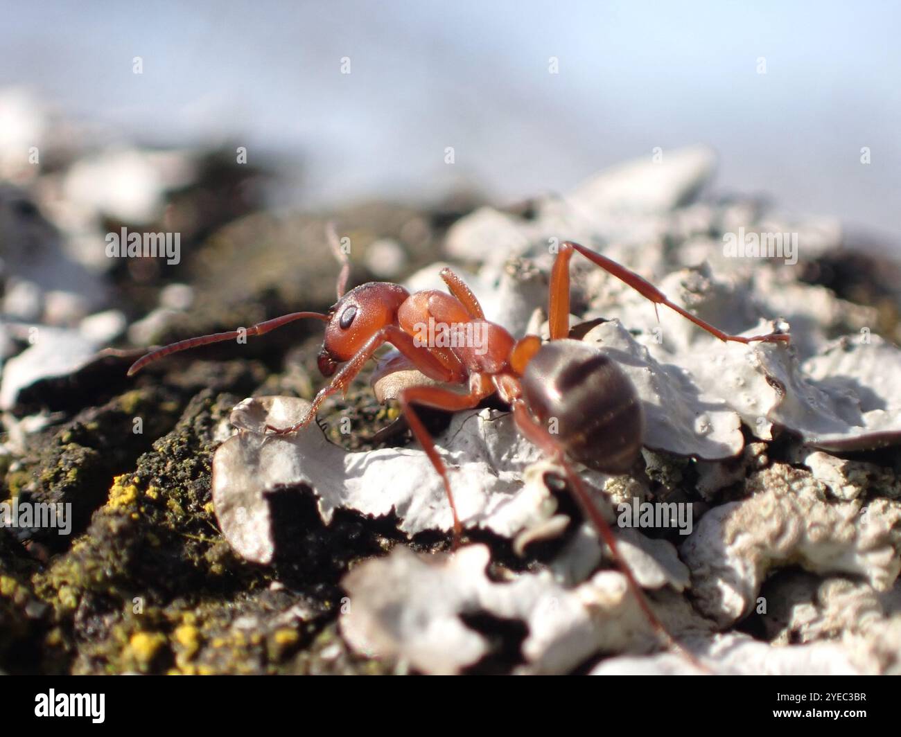 Blood-red Field Ant (Formica sanguinea Stock Photo - Alamy