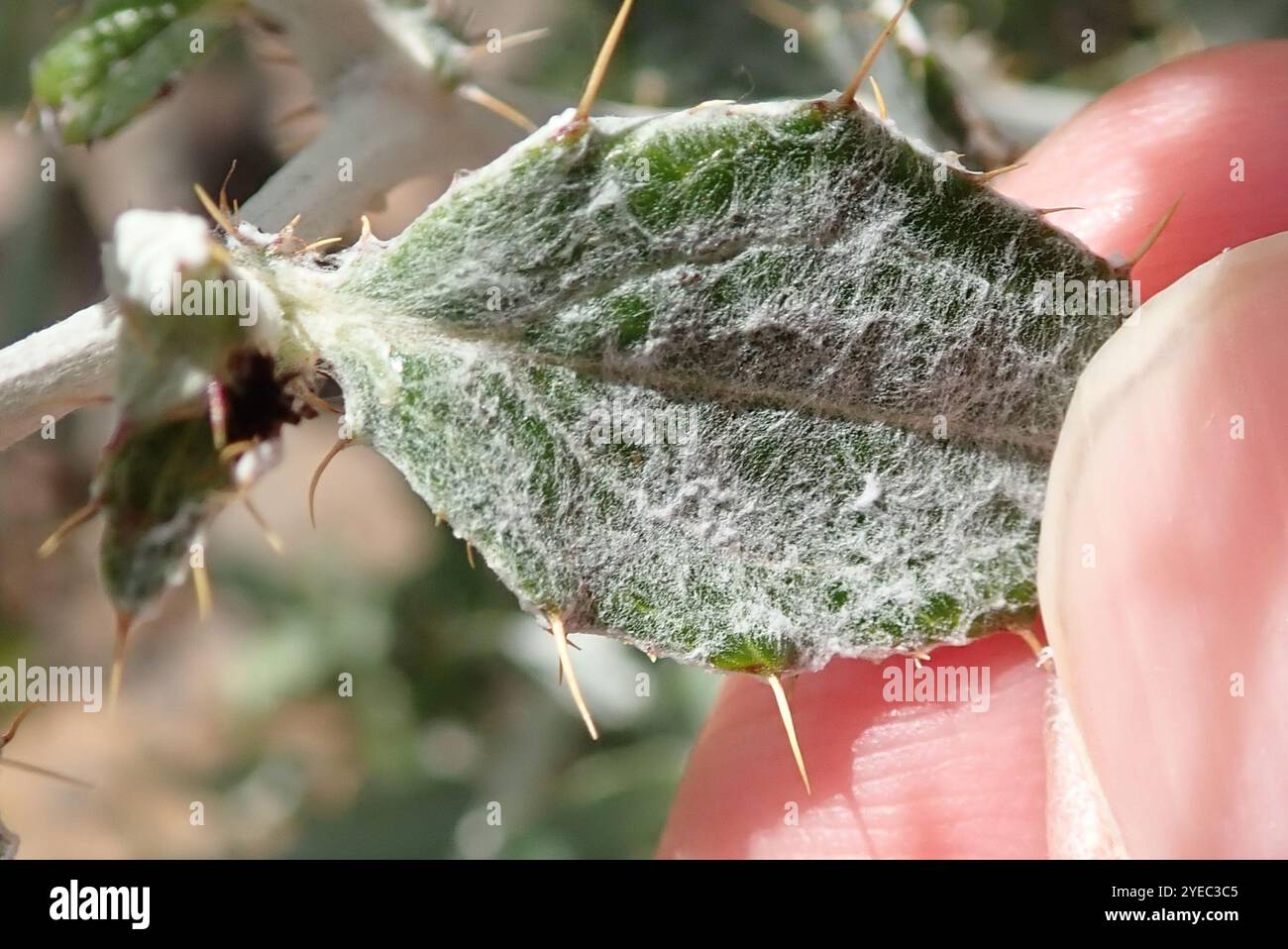 Grey African Thistle (Berkheya fruticosa Stock Photo - Alamy