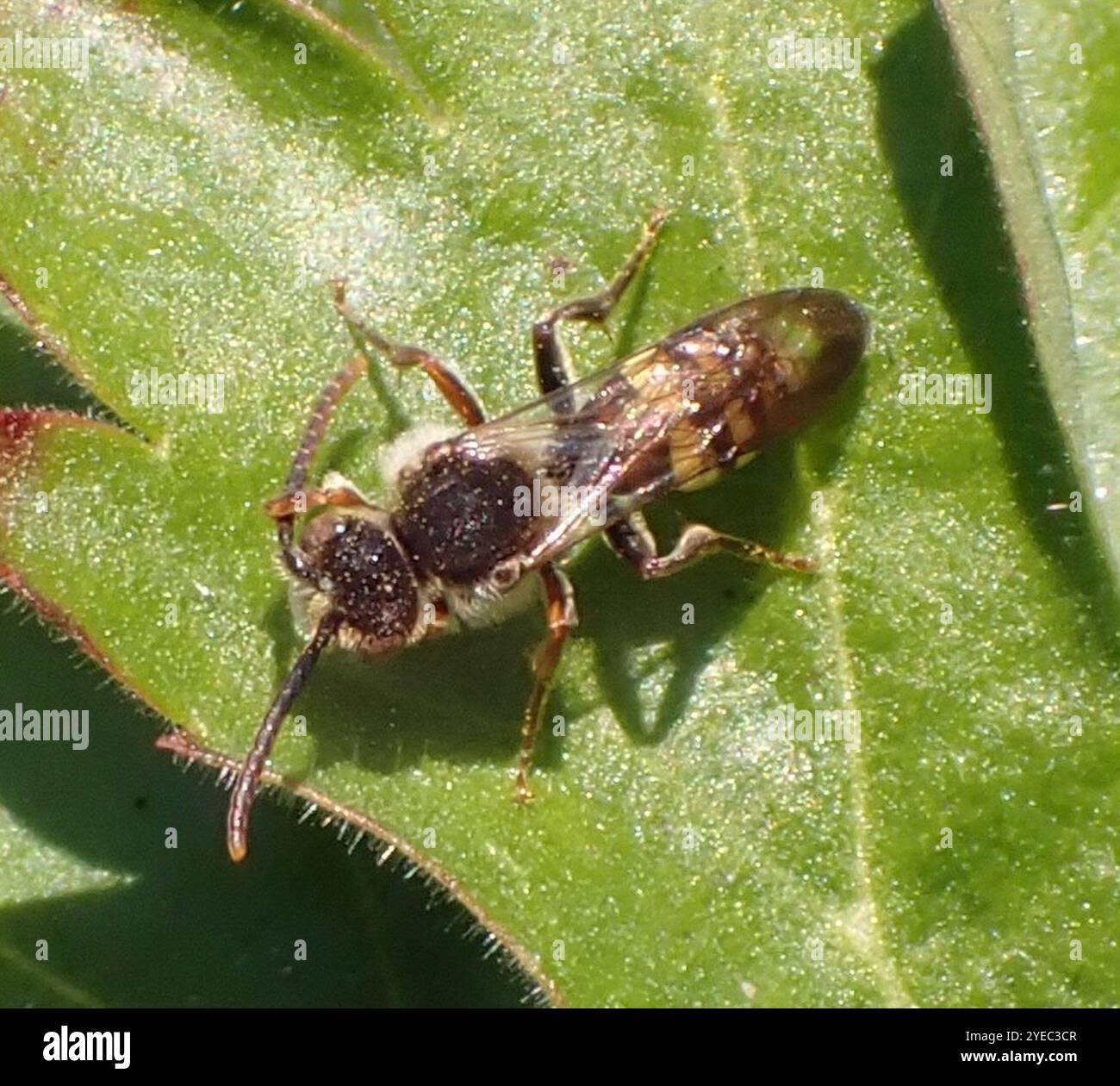 Nomad Bees (Nomada Stock Photo - Alamy