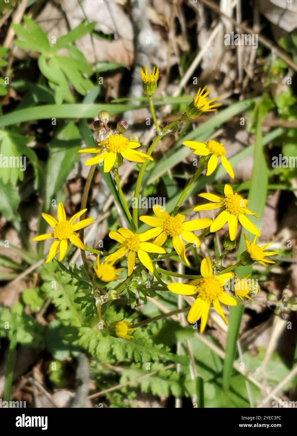 roundleaf ragwort (Packera obovata Stock Photo - Alamy