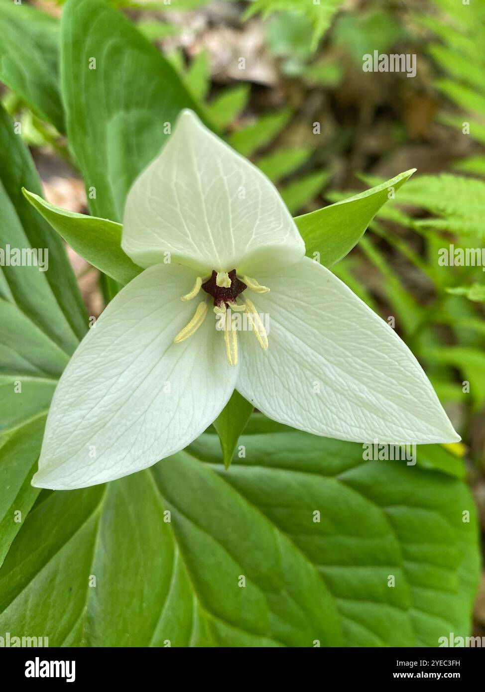 Jewelled wakerobin hi-res stock photography and images - Alamy