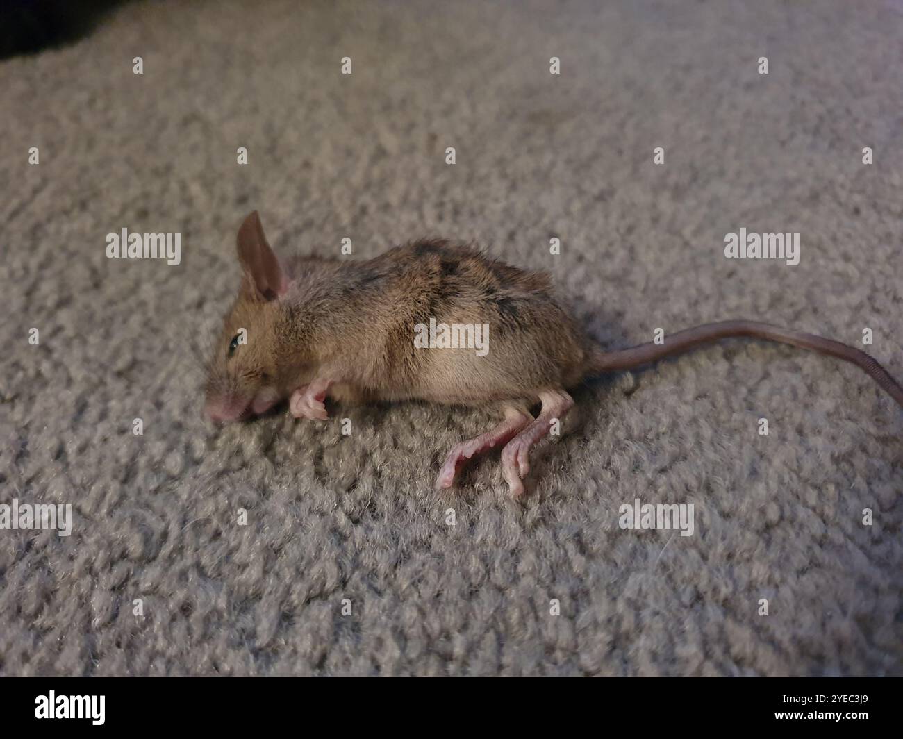 House Mouse (Mus musculus Stock Photo - Alamy