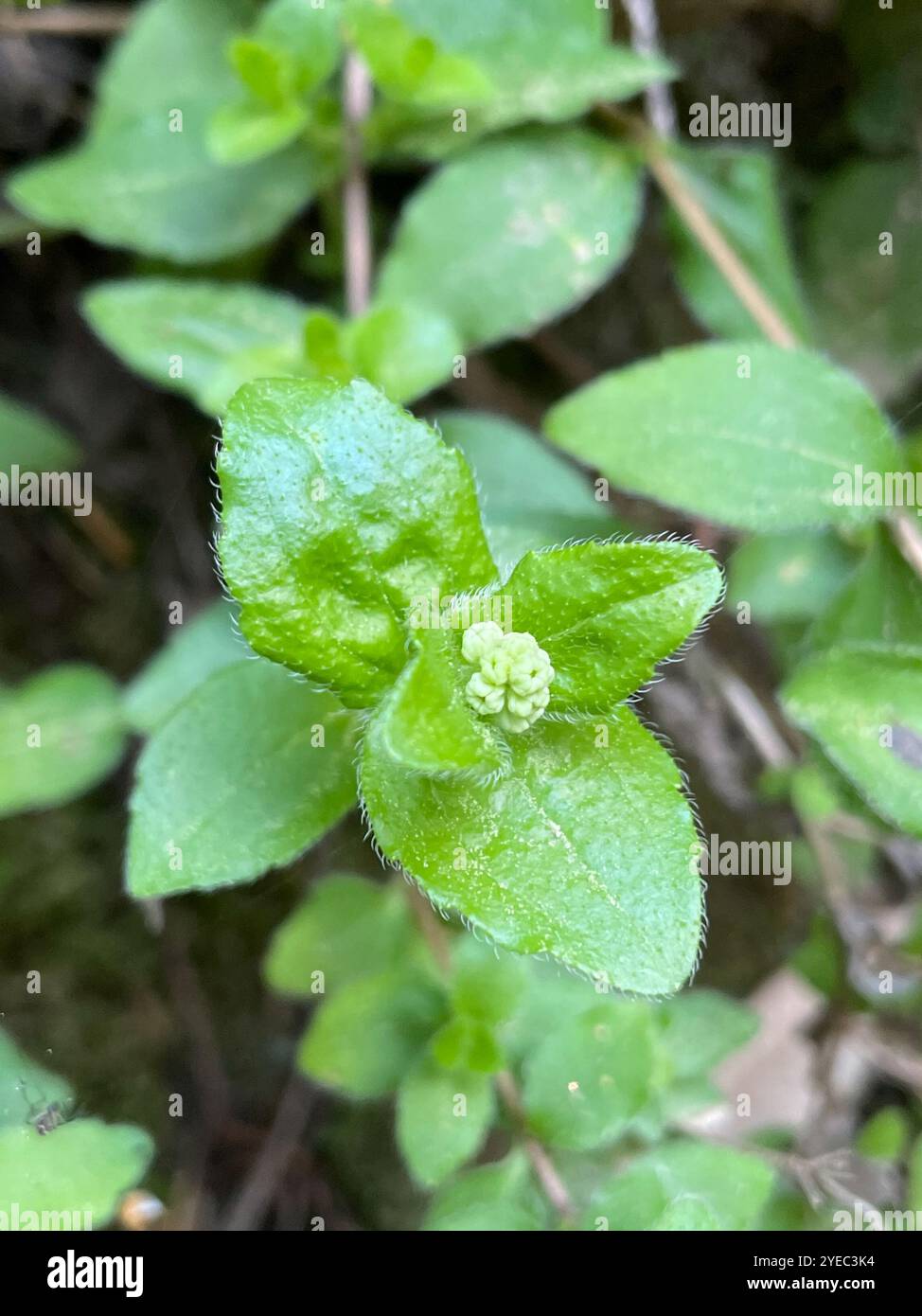 Whipplea hi-res stock photography and images - Alamy