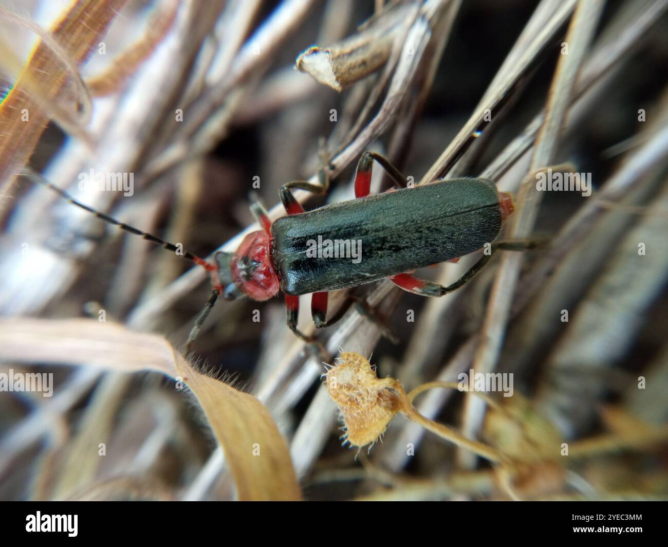 Rustic Sailor Beetle (Cantharis rustica Stock Photo - Alamy