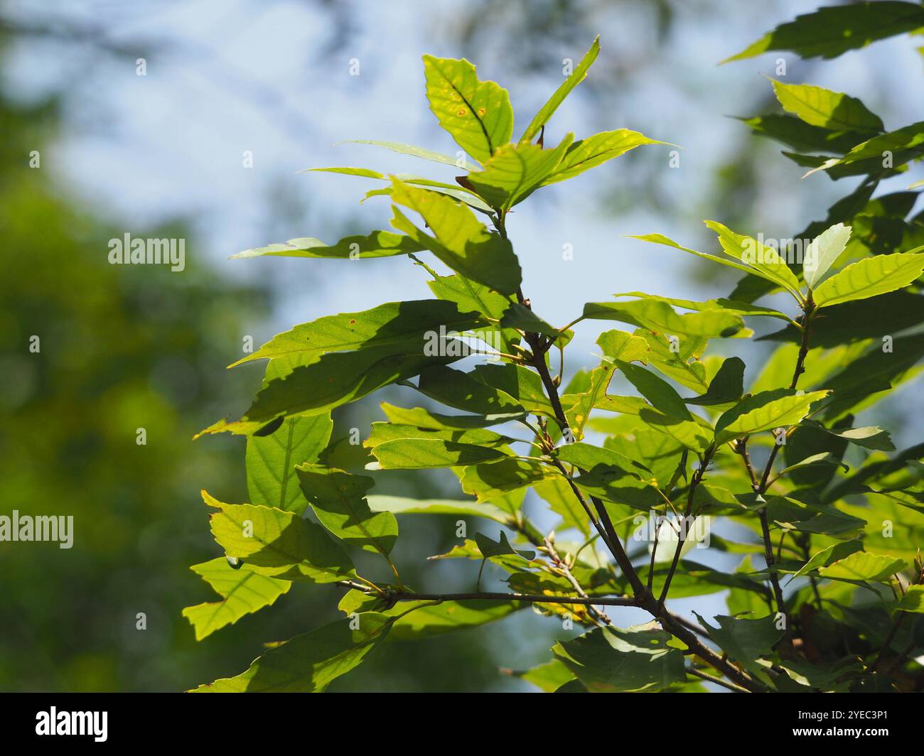 ring-cupped oak (Quercus glauca Stock Photo - Alamy