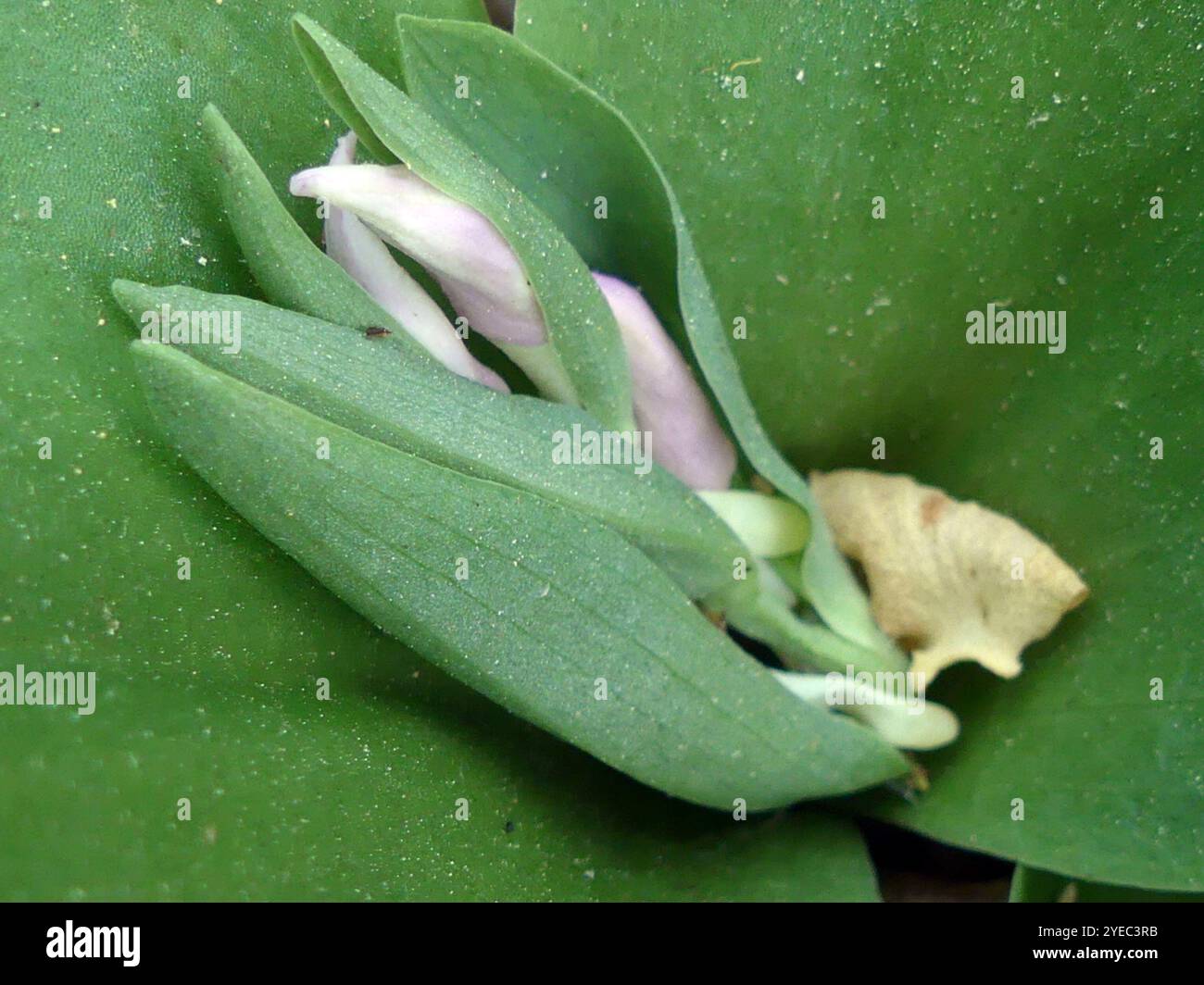 Galearis spectabilis hi-res stock photography and images - Alamy