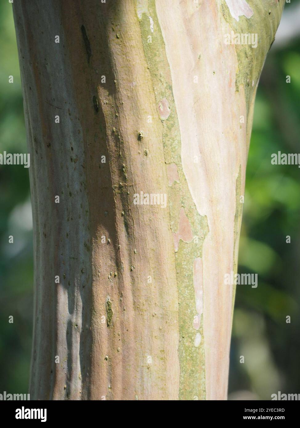 Subcostate Crape Myrtle (Lagerstroemia subcostata Stock Photo - Alamy