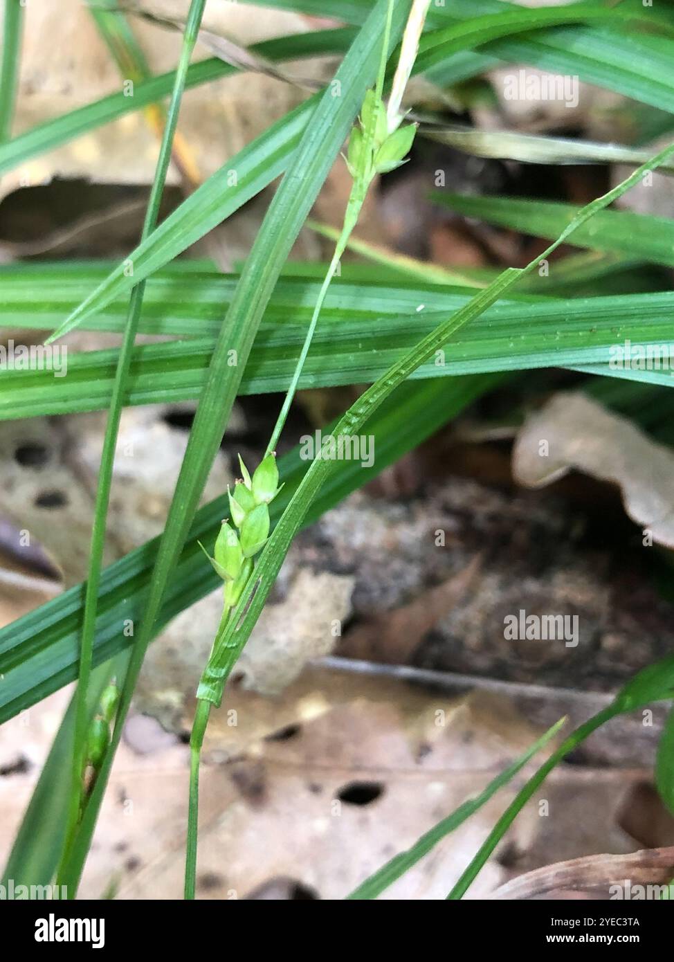 flat-spiked sedge (Carex planispicata Stock Photo - Alamy