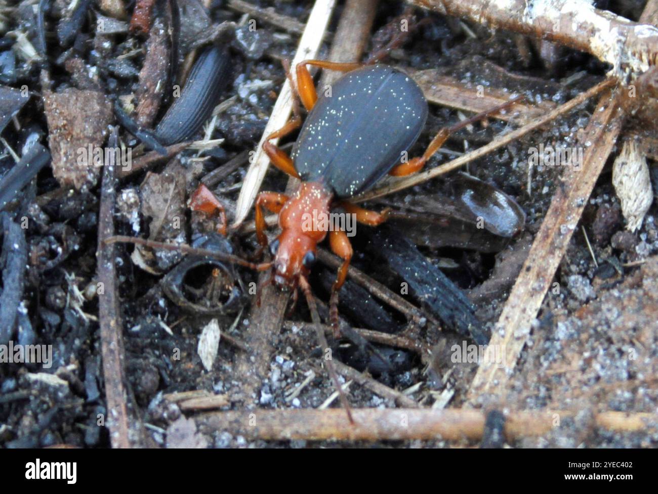 Bombardier beetles hi-res stock photography and images - Alamy