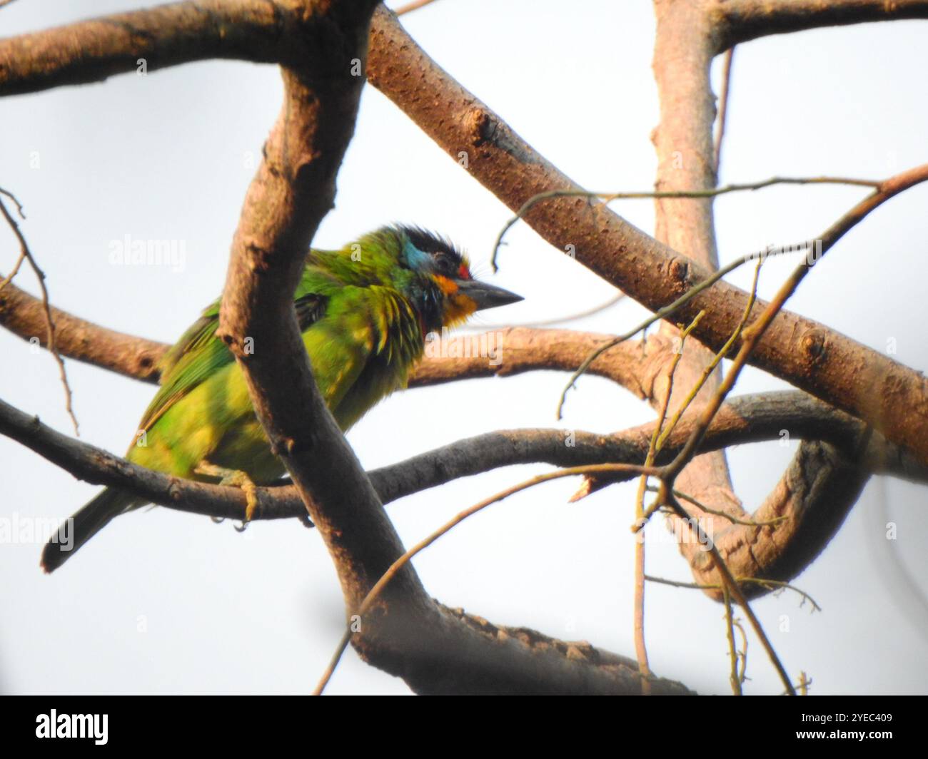 Taiwan Barbet (Psilopogon nuchalis Stock Photo - Alamy