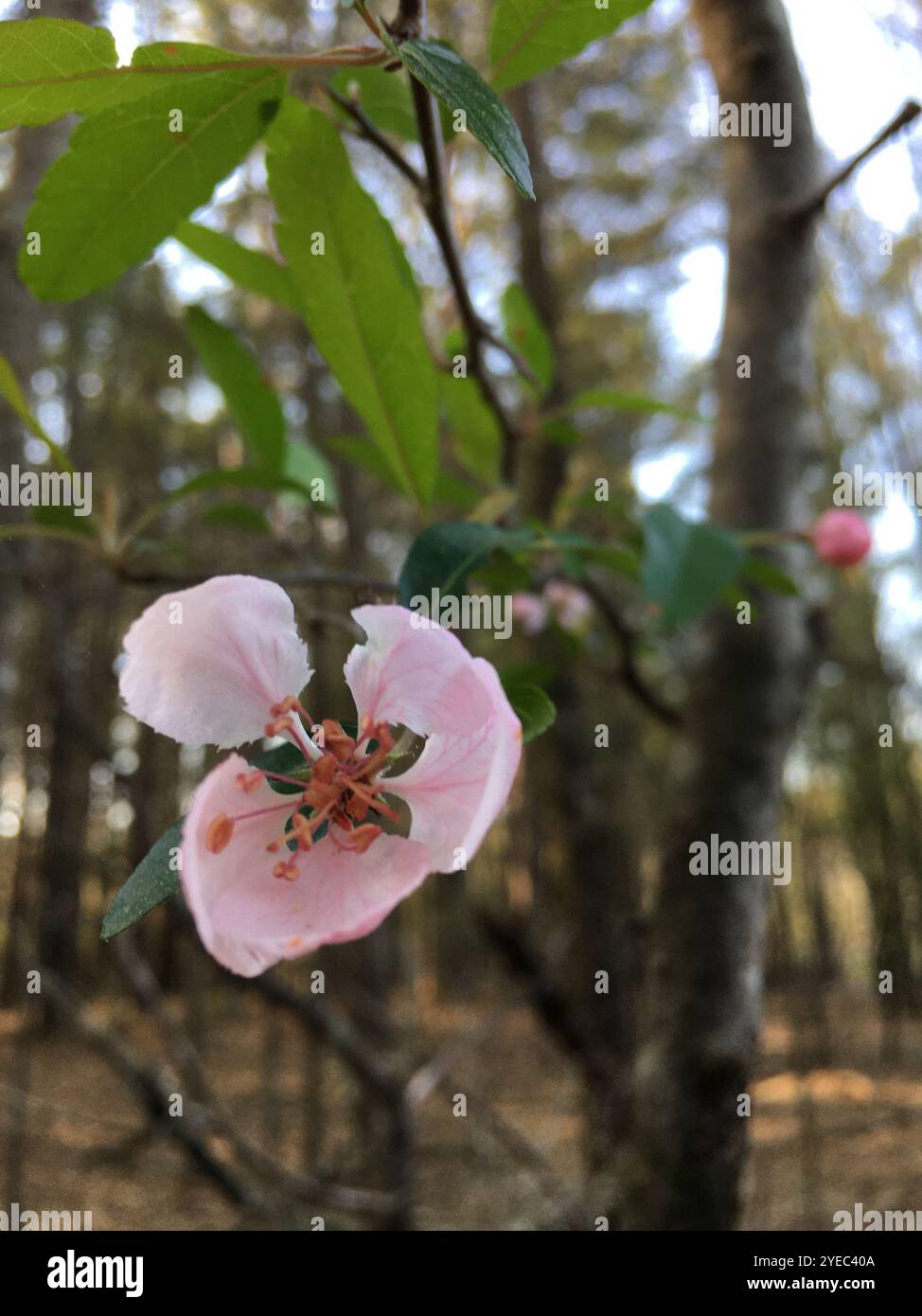 southern crabapple (Malus angustifolia Stock Photo - Alamy