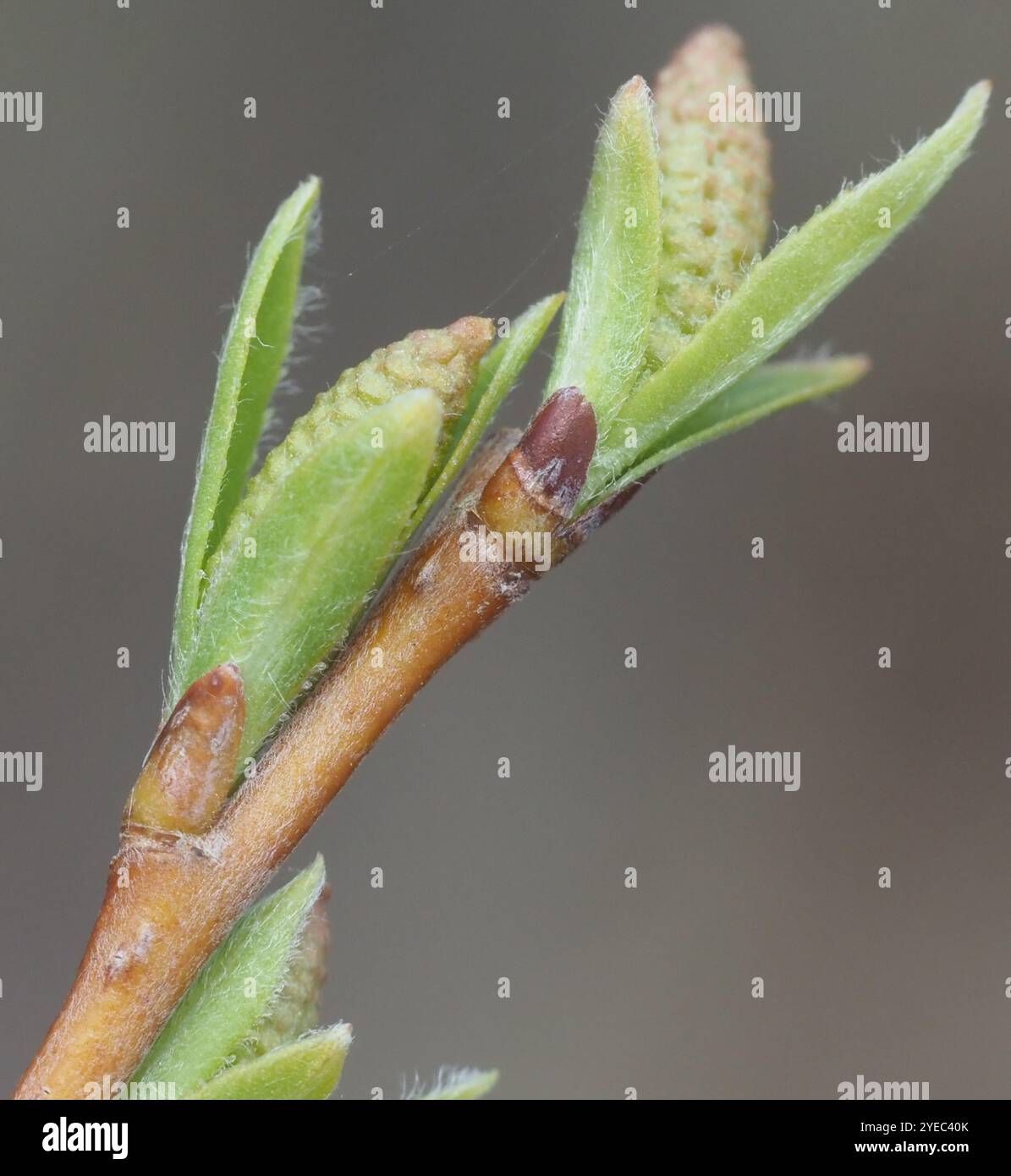interior sandbar willow (Salix interior Stock Photo - Alamy