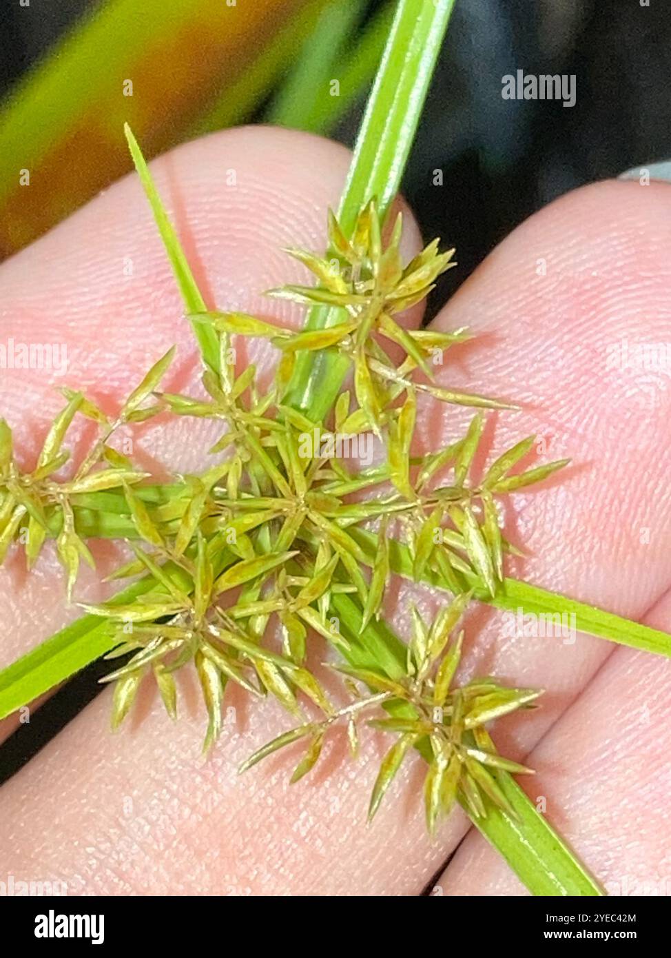 Bunchy flat-sedge (Cyperus polystachyos Stock Photo - Alamy