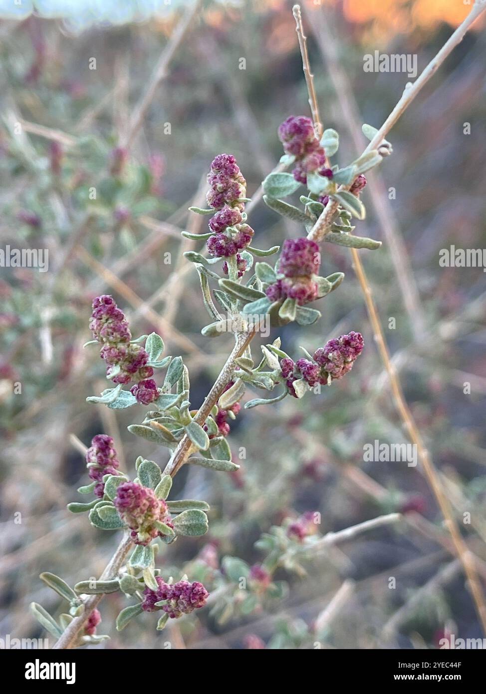 Fourwing Saltbush (Atriplex canescens Stock Photo - Alamy
