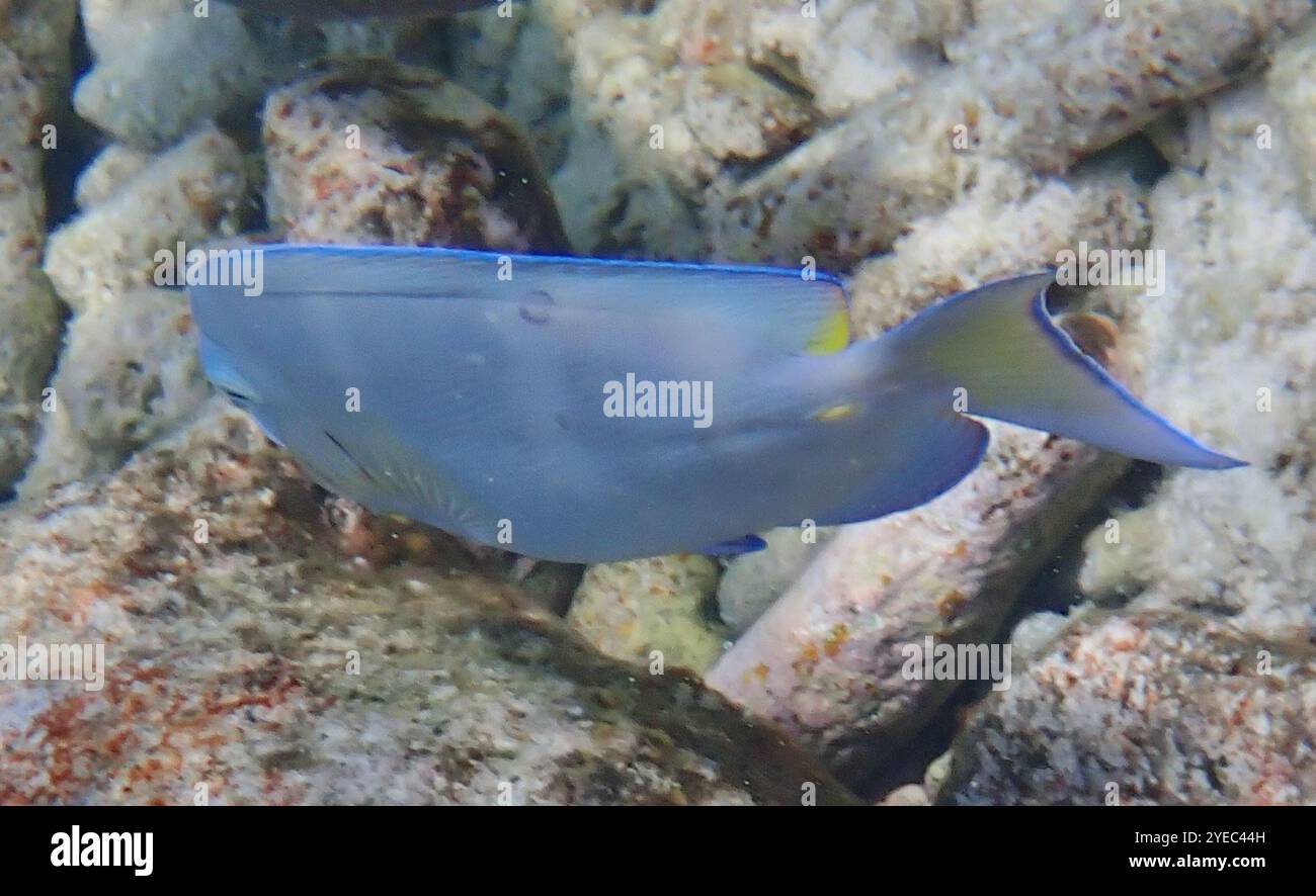 Atlantic Blue Tang (Acanthurus coeruleus Stock Photo - Alamy