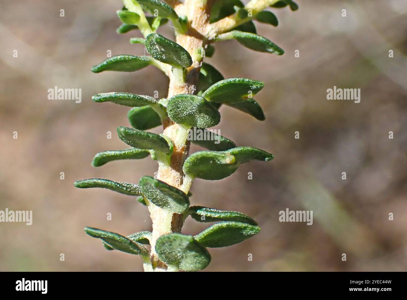 Garlic Buchu (Agathosma apiculata Stock Photo - Alamy