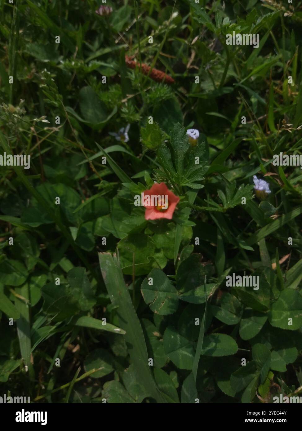 Carolina Bristlemallow (Modiola caroliniana Stock Photo - Alamy
