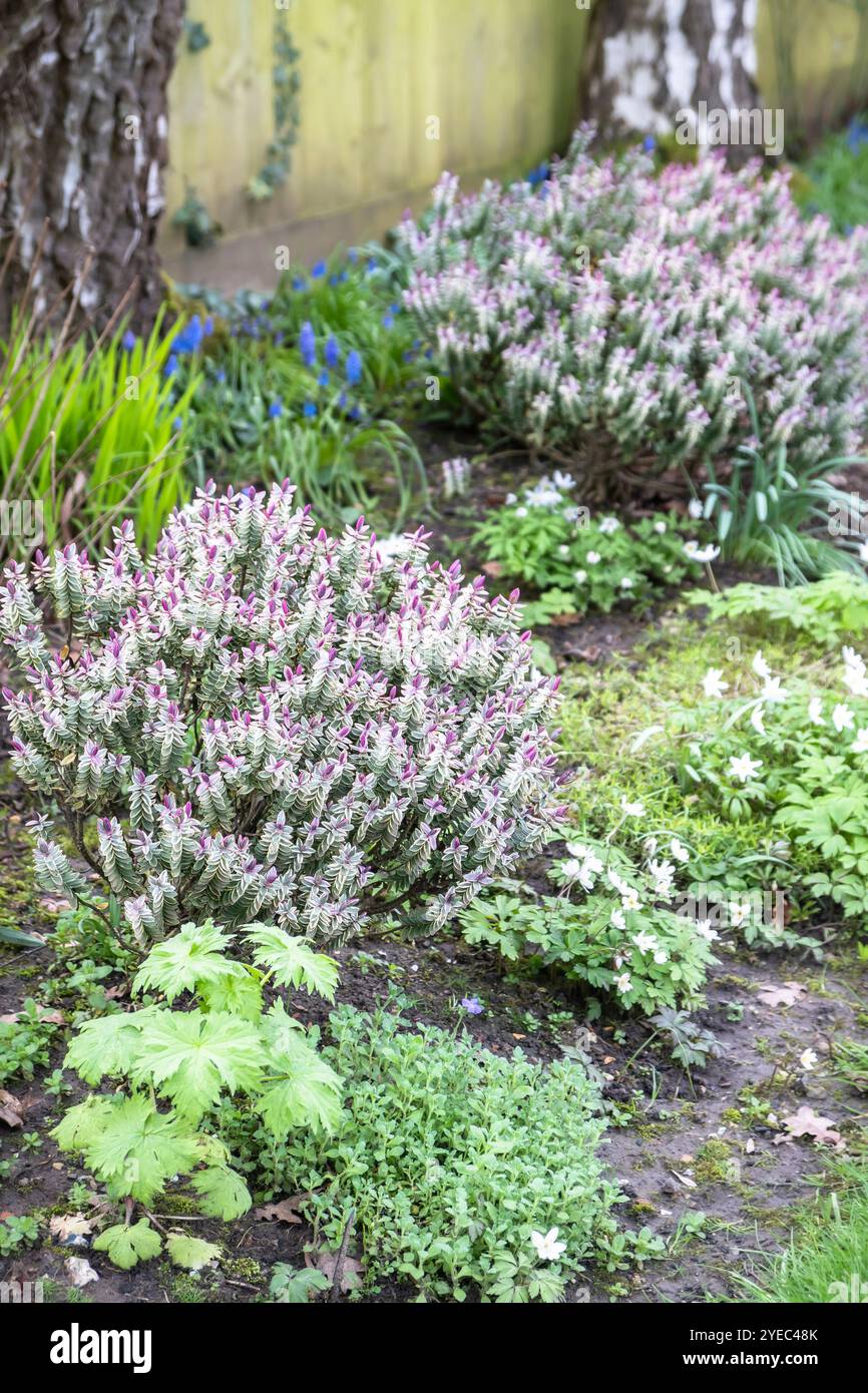 Garden border hebe hi-res stock photography and images - Alamy