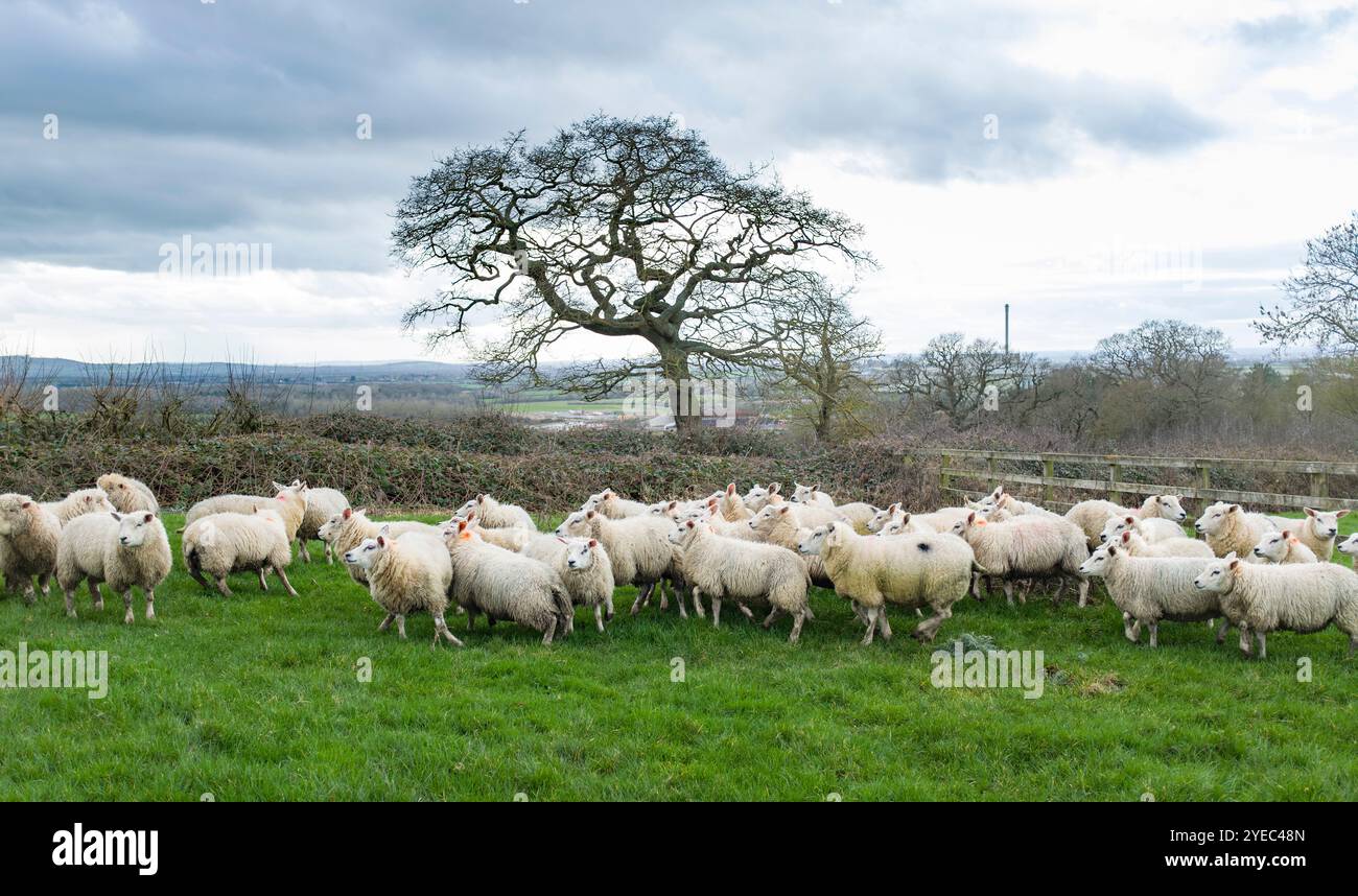 Farm animals winter hi-res stock photography and images - Alamy
