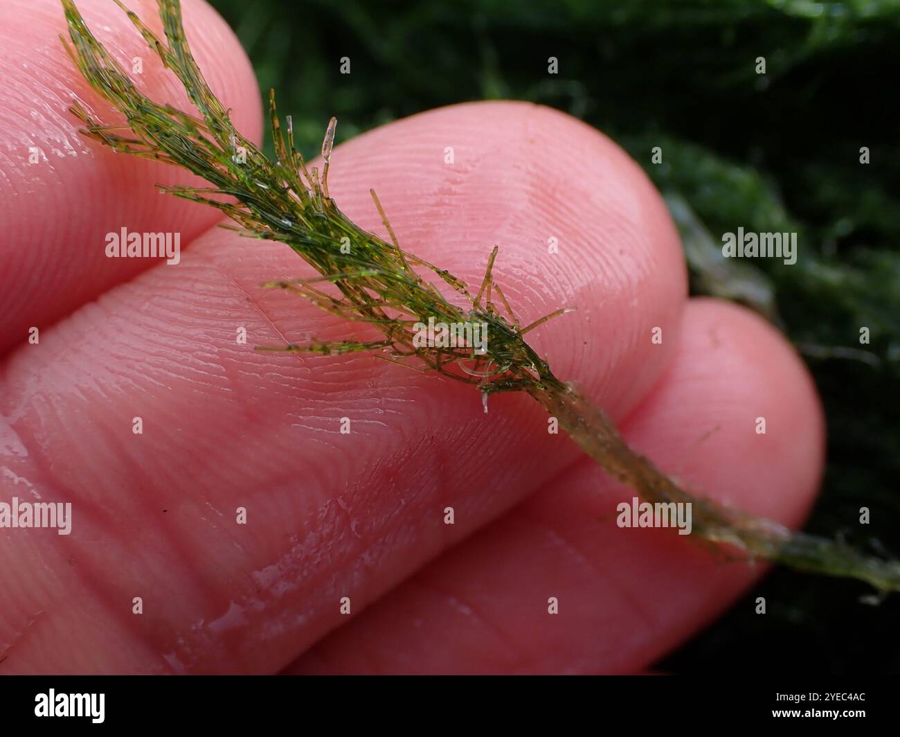 Acrosiphonia hi-res stock photography and images - Alamy