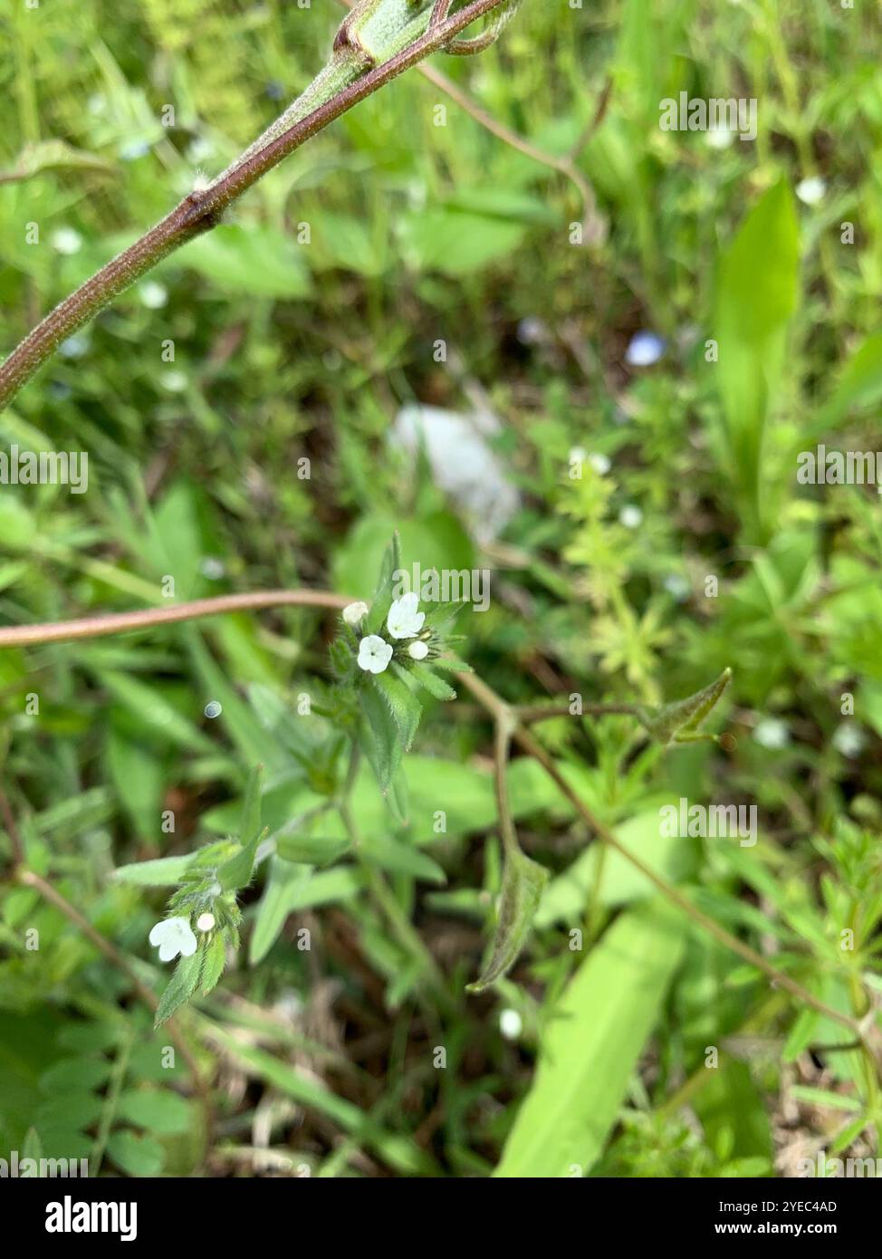 corn gromwell (Buglossoides arvensis Stock Photo - Alamy