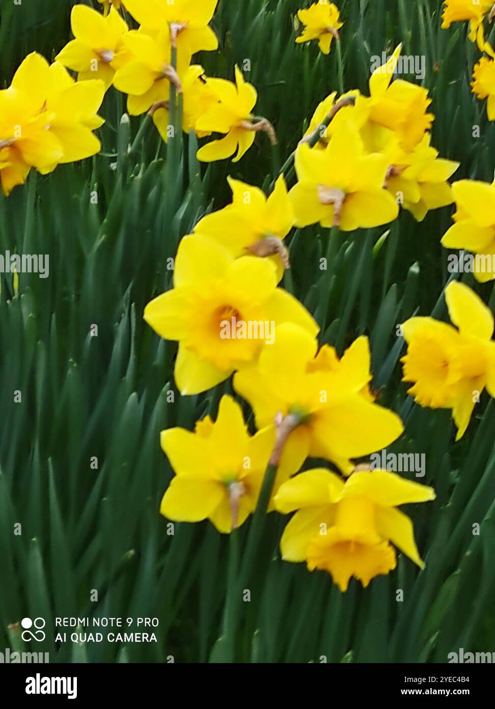 wild daffodil (Narcissus pseudonarcissus Stock Photo - Alamy