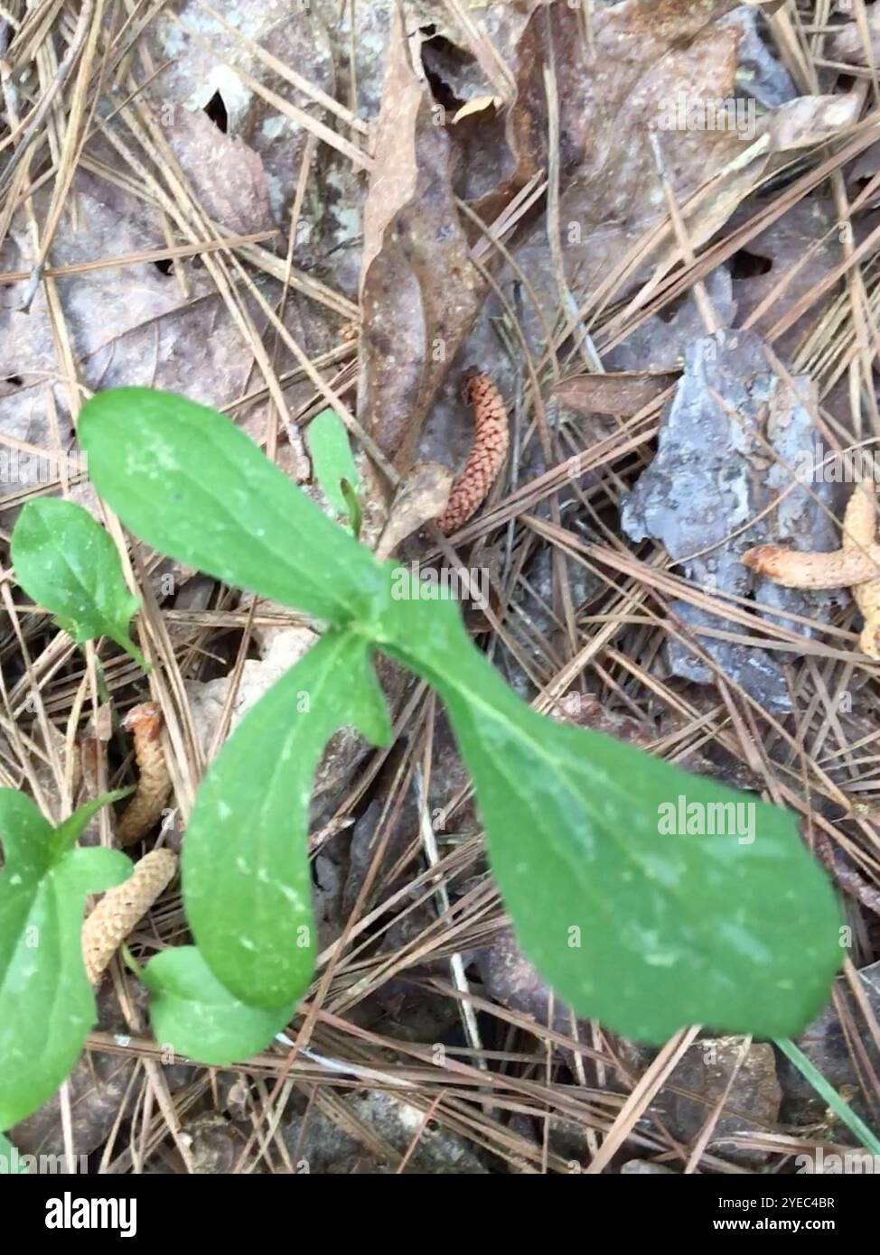 three-leaved rattlesnake root (Nabalus trifoliolatus Stock Photo - Alamy