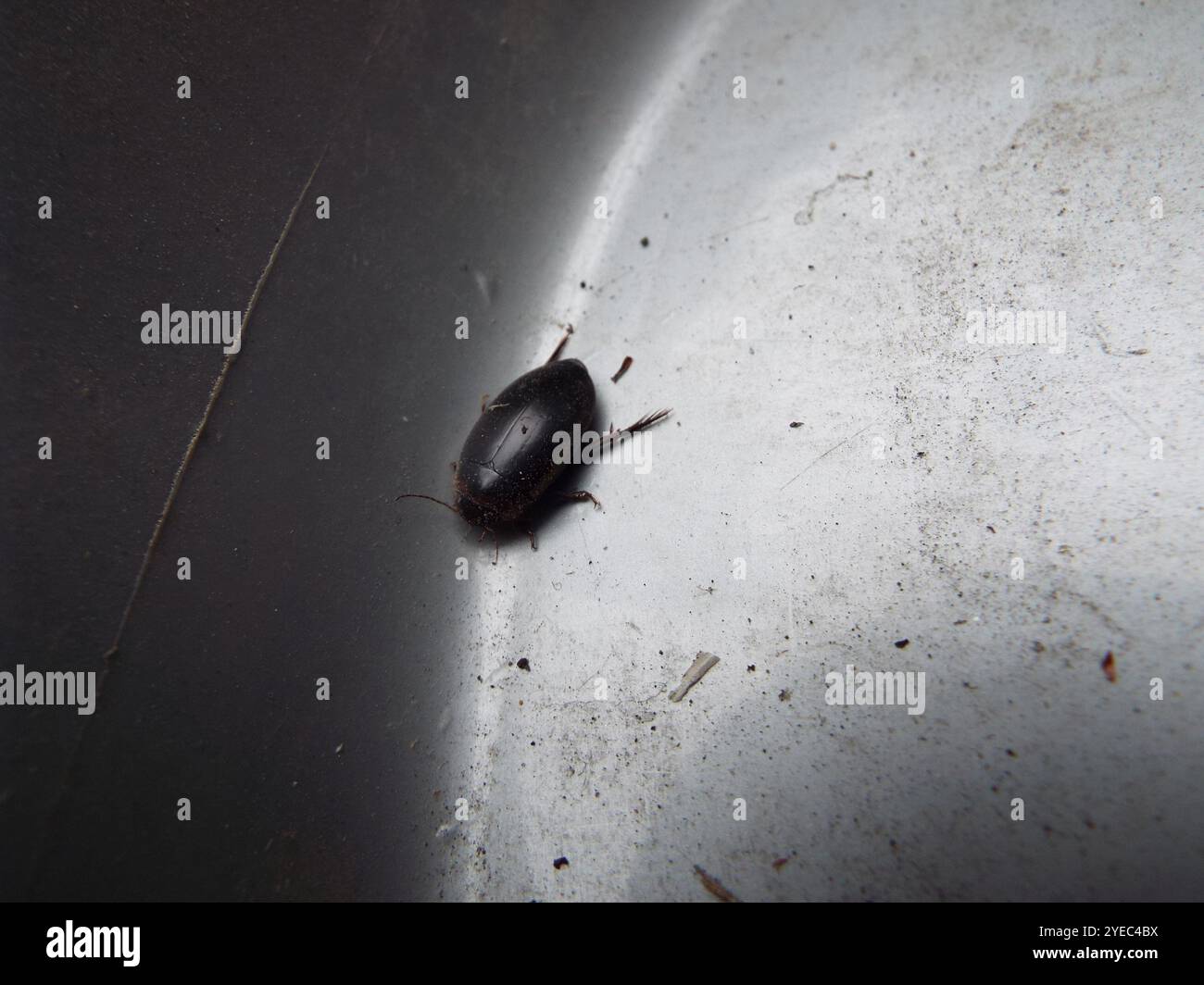 Hydaticus seminiger hi-res stock photography and images - Alamy
