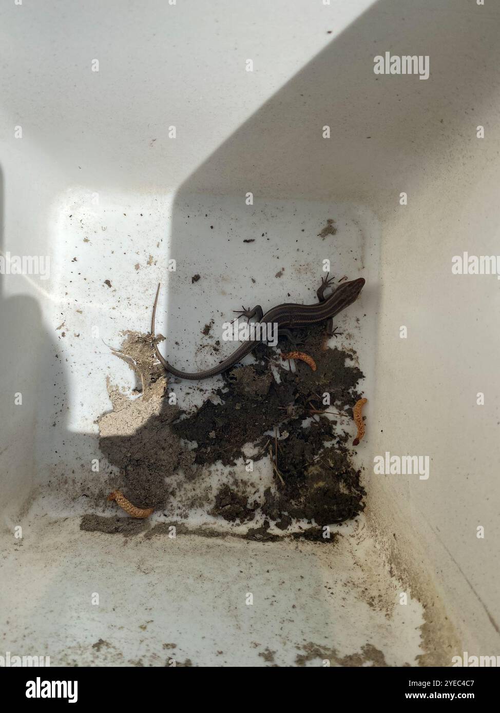 Common Five-lined Skink (Plestiodon fasciatus Stock Photo - Alamy