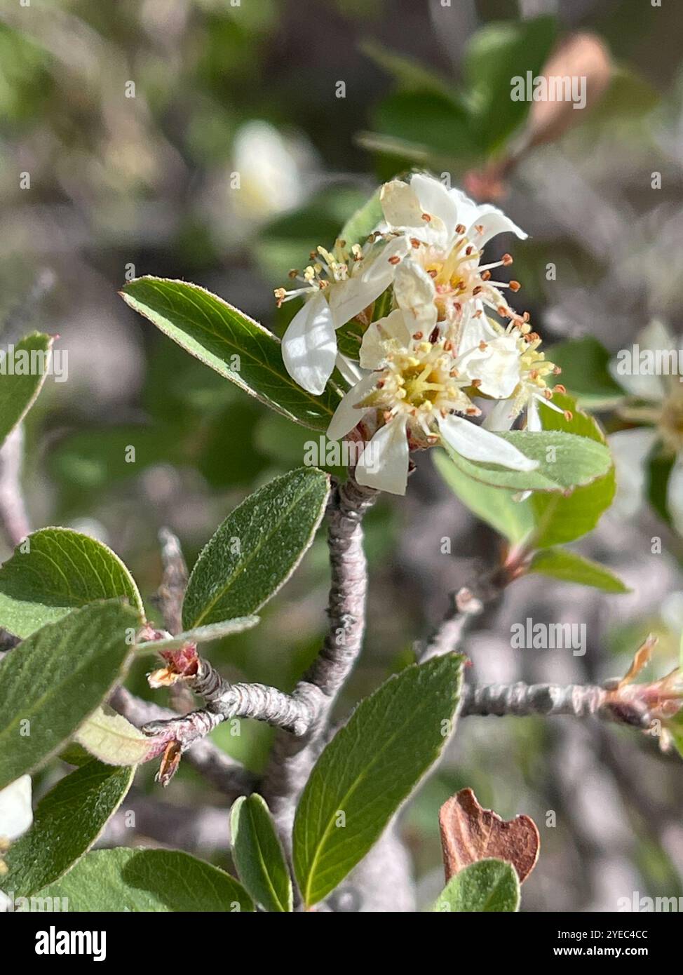 Utah Serviceberry (Amelanchier utahensis Stock Photo - Alamy