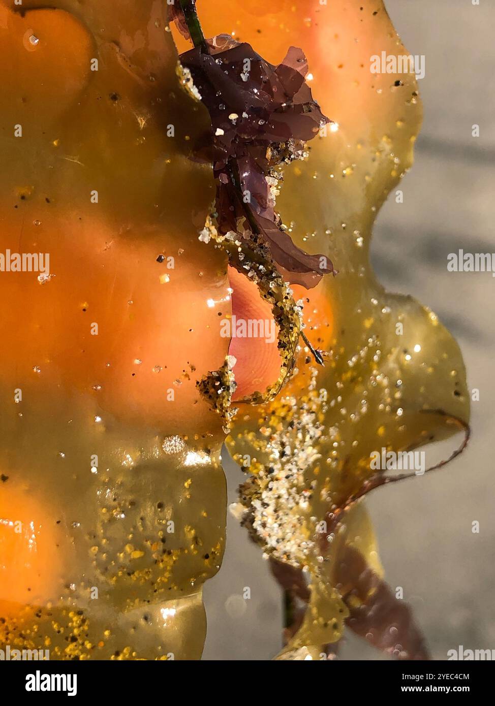 Iridescent Algae (Mazzaella Stock Photo - Alamy