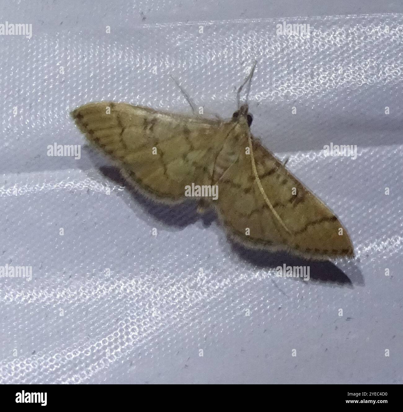 Hollow-spotted Blepharomastix Moth (Blepharomastix ranalis Stock Photo - Alamy