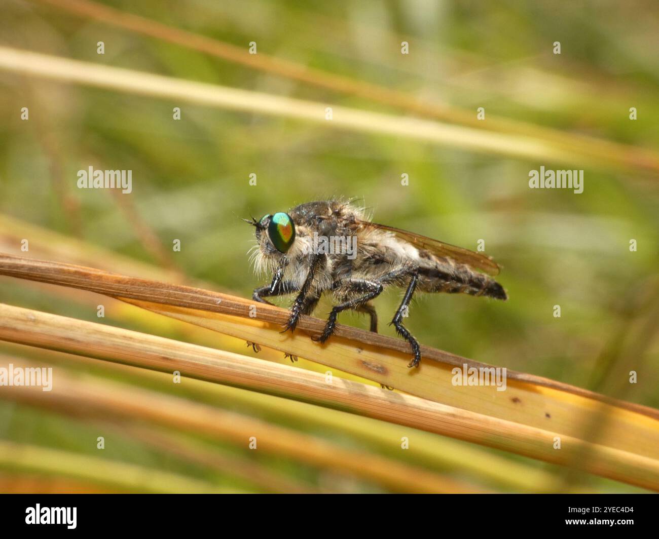 Giant Robber Flies (Promachus Stock Photo - Alamy