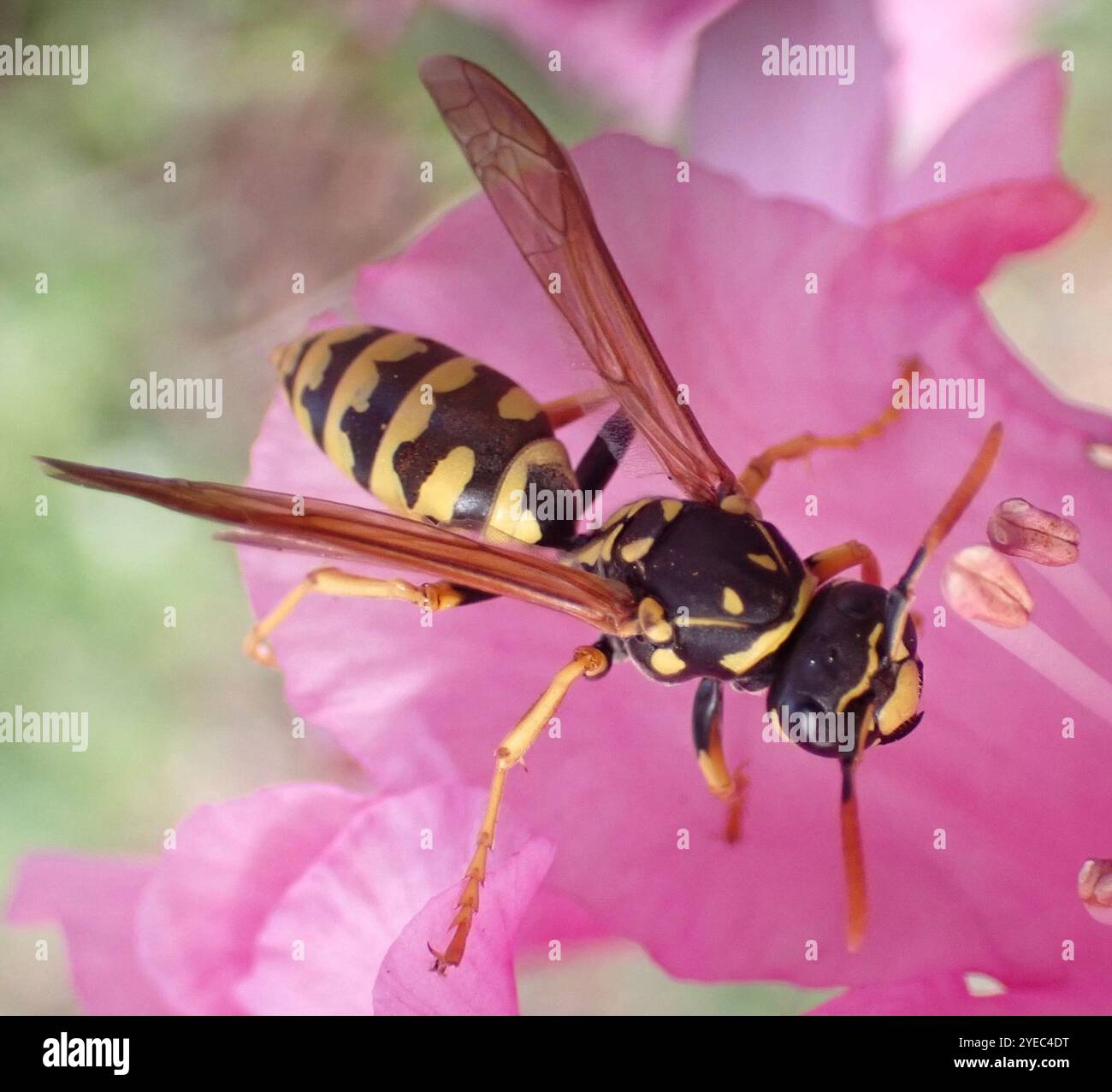 European Paper Wasp (Polistes dominula Stock Photo - Alamy