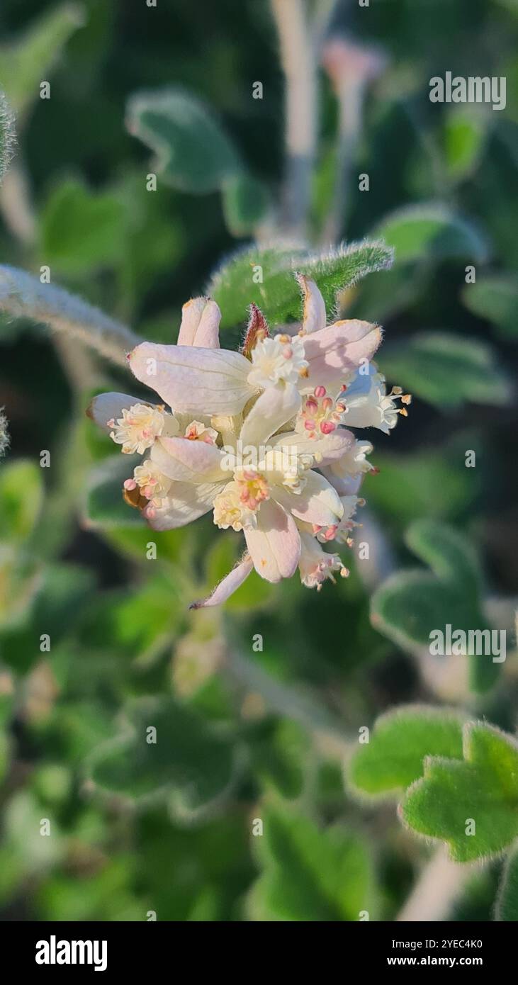 Woolly Xanthosia (Xanthosia pilosa Stock Photo - Alamy