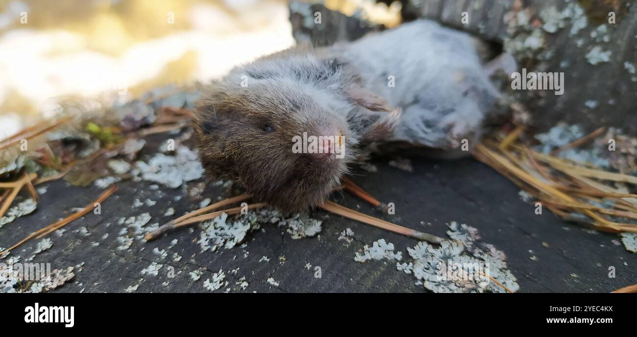 Common Vole (Microtus arvalis Stock Photo - Alamy