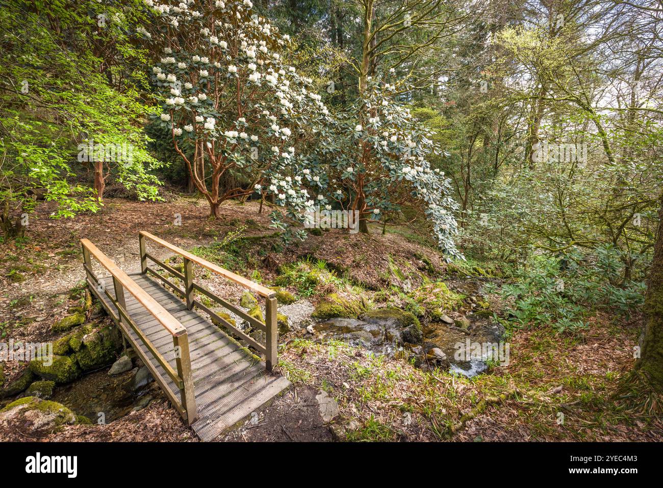 Footbridge over a stream, and rhododendron trees with white flowers in ...