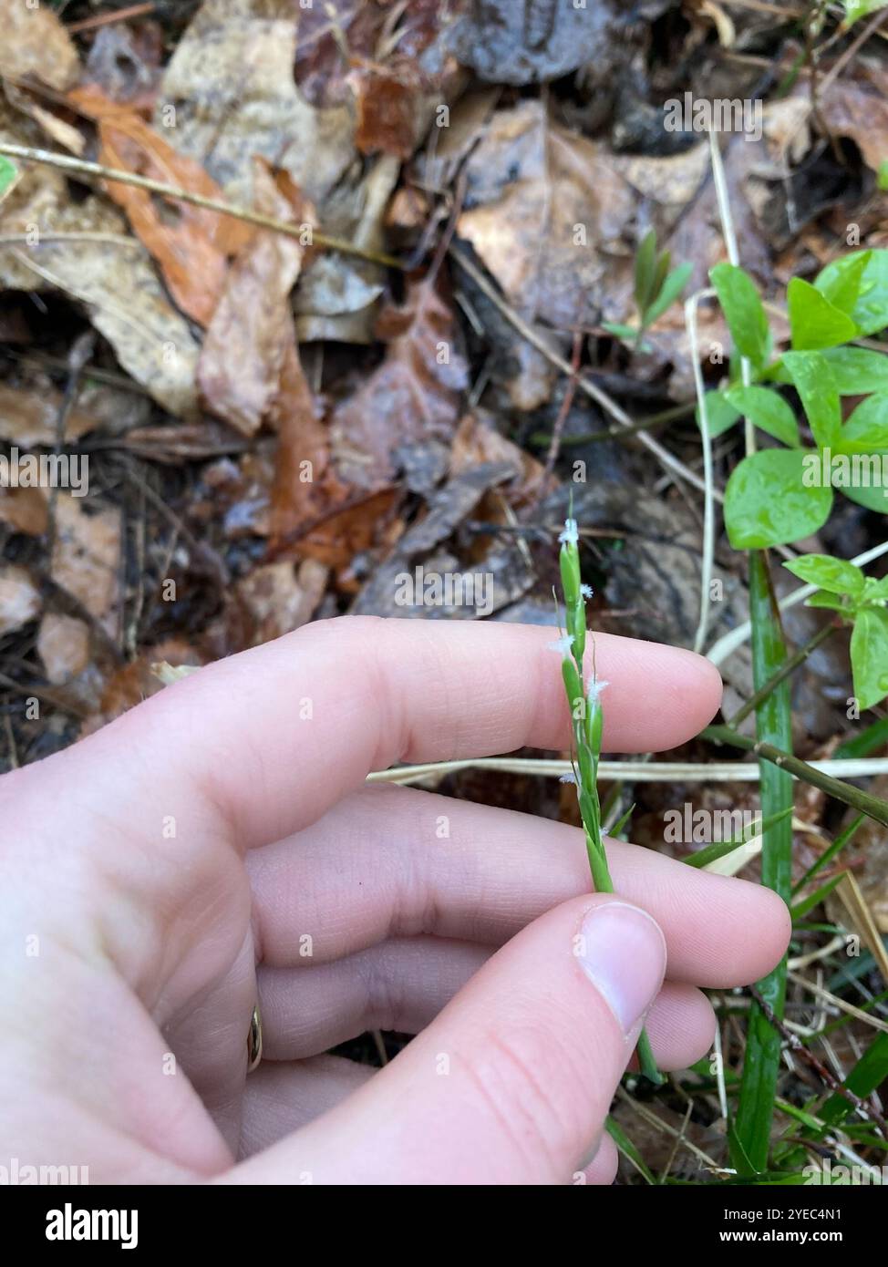 White-grained Mountain-ricegrass (Oryzopsis asperifolia Stock Photo - Alamy