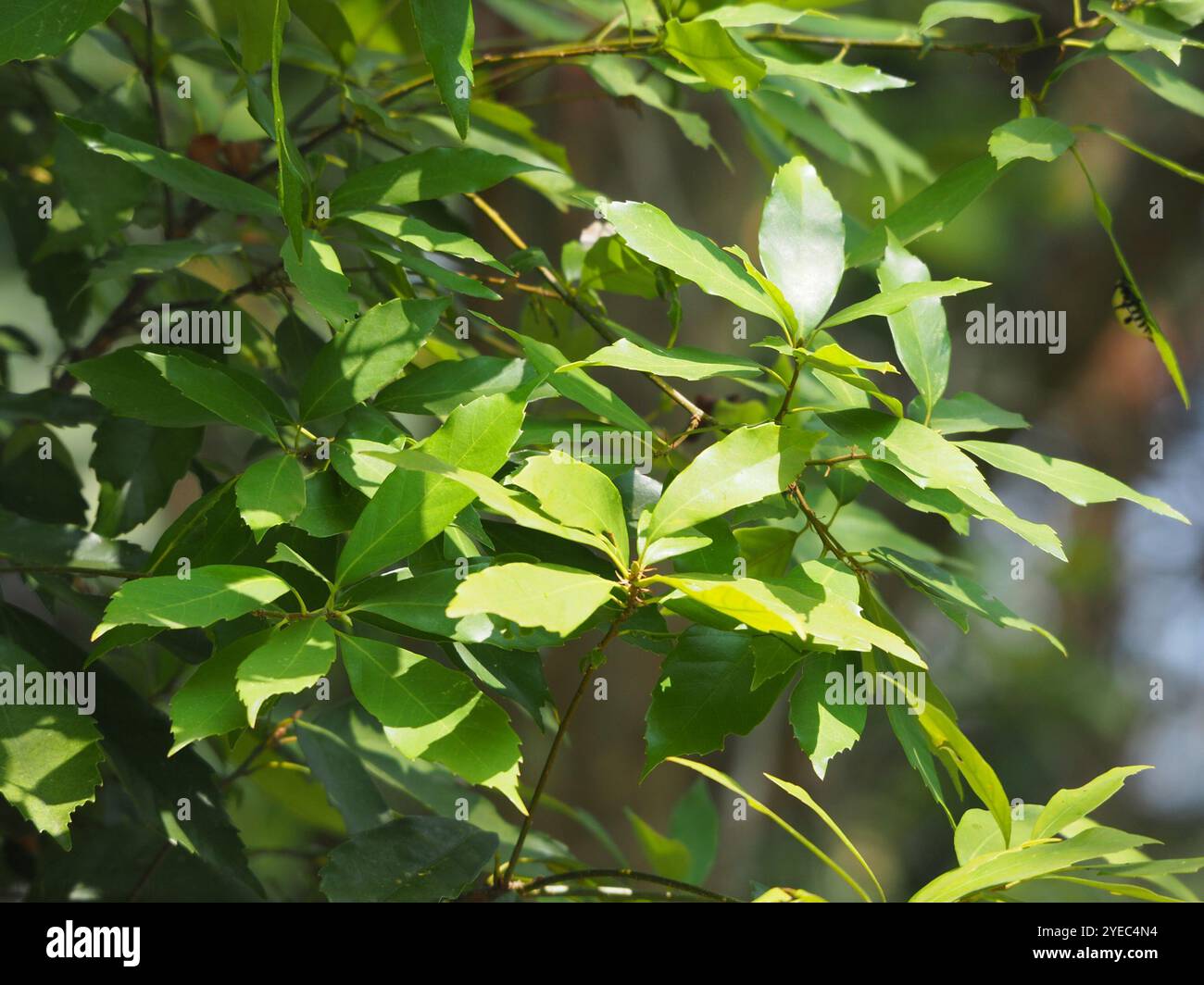 ring-cupped oak (Quercus glauca Stock Photo - Alamy